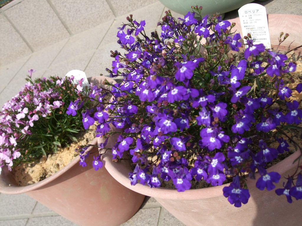 ロベリアの育て方と花言葉【初夏～秋に咲くガーデニング草花】