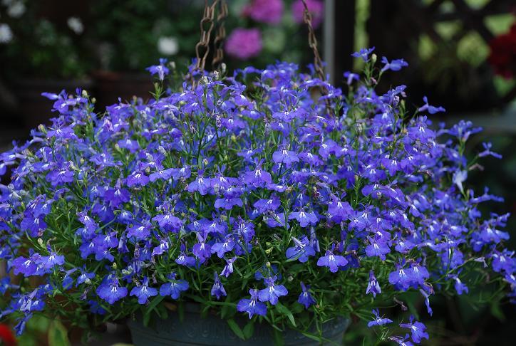 ロベリアの育て方と花言葉【初夏～秋に咲くガーデニング草花】
