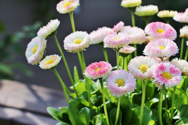 ヒナギクの育て方と花言葉【春に咲くガーデニング草花】